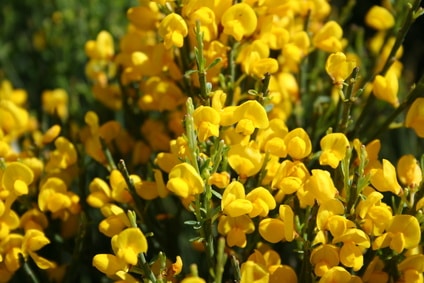 Cytisus - planting, pruning, and care