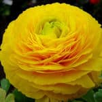 Ranunculus - tips and guidance for the best possible care