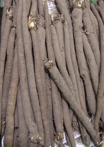 Black salsify - growing, sowing, care and harvest