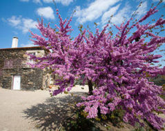 Judas tree - growing, care and trimming