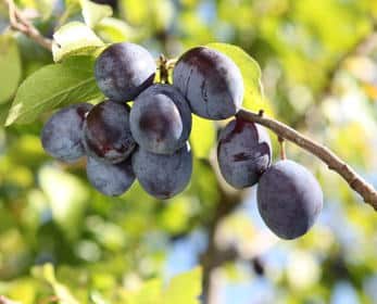Alsace Damson plum tree - planting, pruning, and care