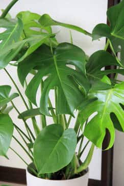 Monstera - care, repotting, watering