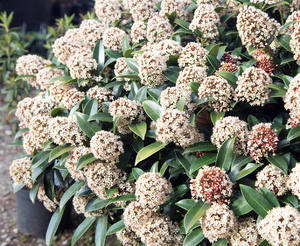 Skimmia - planting, pruning, and advice on caring for them
