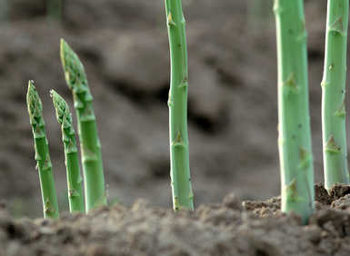 Asparagus - planting, growing, harvest