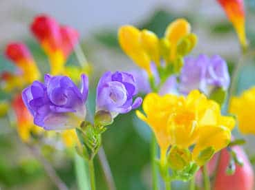 Freesia - planting, growing in pots and care