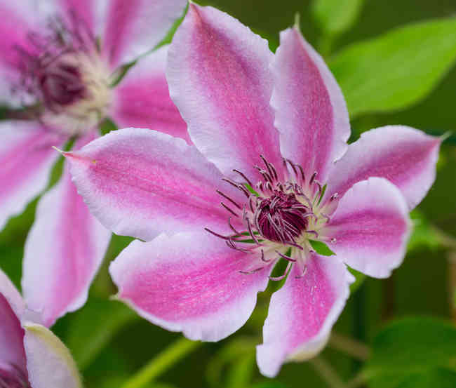 Clematis - planting, pruning and advice on caring for it