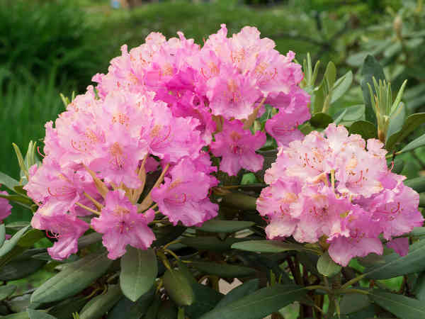 Rhododendron - planting, caring for and pruning rhododendrons