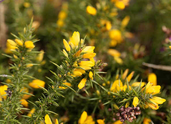 Gorse - planting, pruning, and care