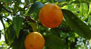 Clementine - health benefits and therapeutic value