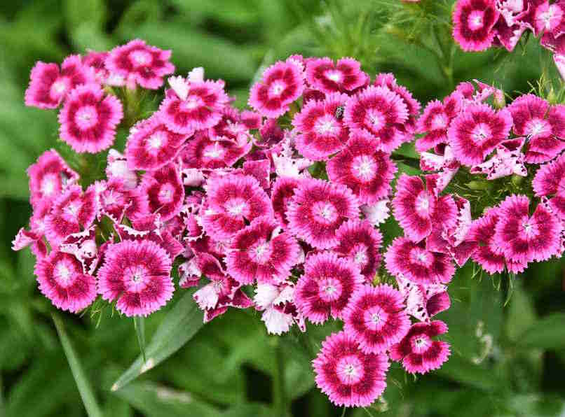 Carnations: Different Flower Types, How To Grow And Care, 48% OFF