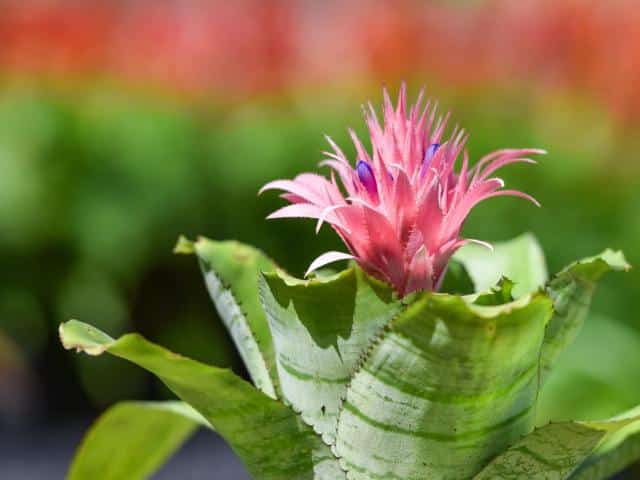 Bromelia - tips and guidance for the best possible care