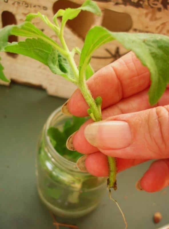 Stevia - planting, growing, care and health benefits