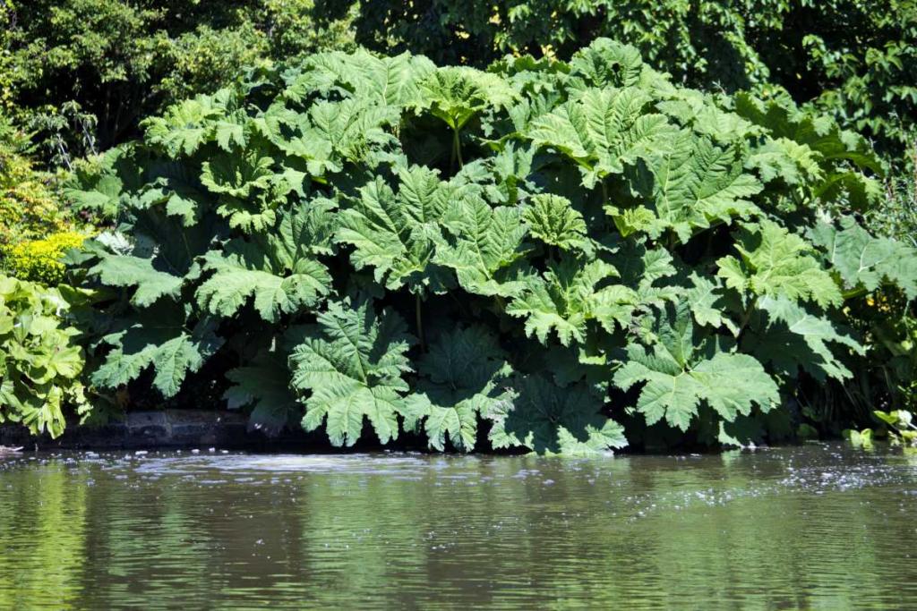 Gunnera - watering, care, and growing mammoth leaf in pots
