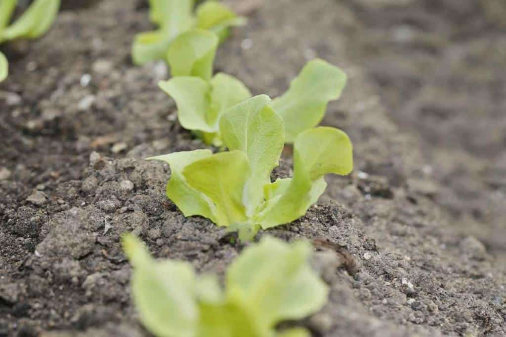 Direct sowing, sowing plants directly in the ground