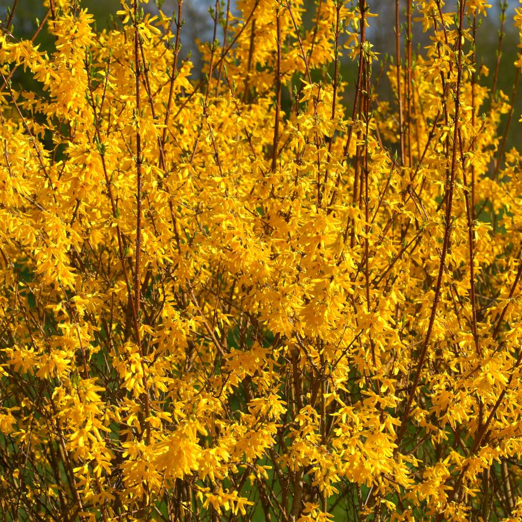 Setting up a flowered hedge – Nature & Garden