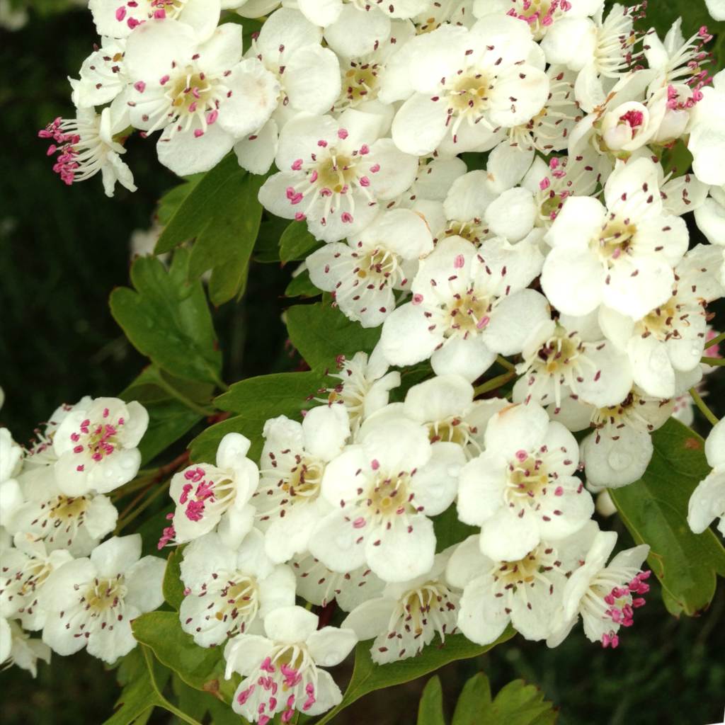 Setting up a flowered hedge – Nature & Garden