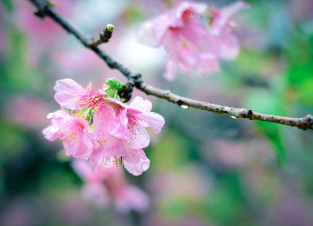 Ornamental cherry tree - advice on planting, pruning and care Ornamental cherry tree - advice on planting, pruning and care