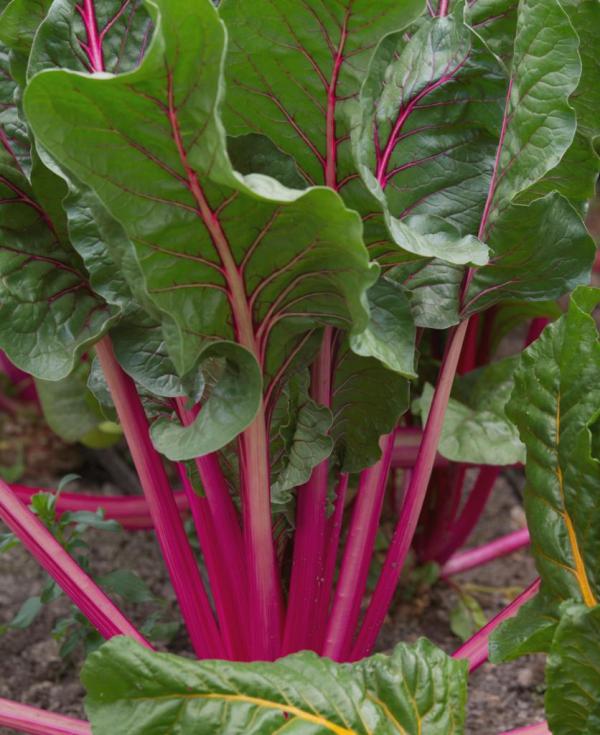 Beloved red beet - juice it, slice it, nibble it, a delicious veggie