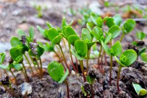 Sowing, different techniques to sow and sprout seeds