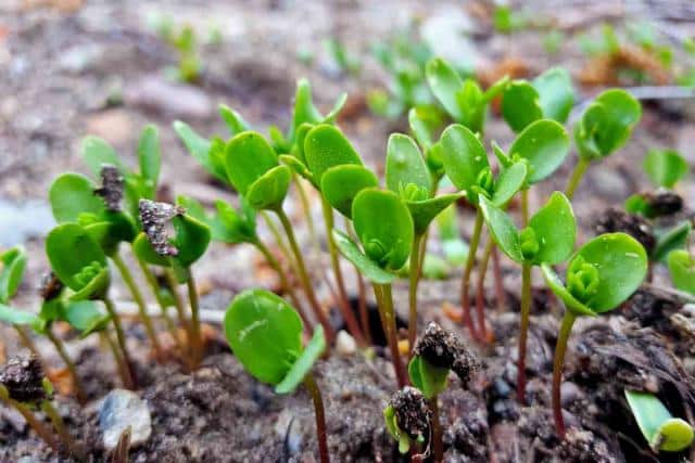 Sowing, different techniques to sow and sprout seeds