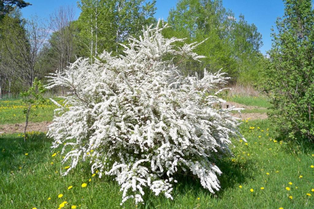 Meadowsweet, Spirea, a shrub entirely covered in flowers