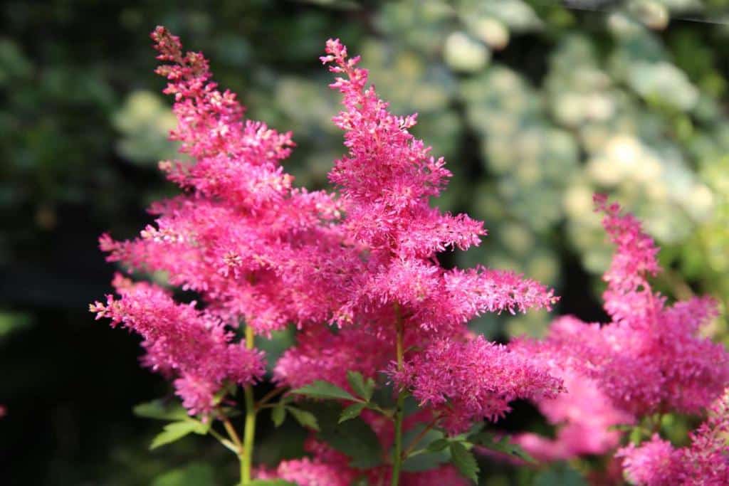 Astilbe- tips and guidance for the best possible care