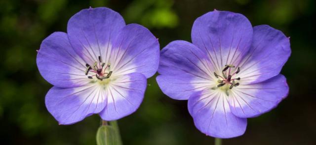 Geranium Rozanne, magnificent ground cover – Nature & Garden