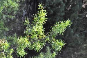 Juniper - planting, pruning, and advice on caring for it