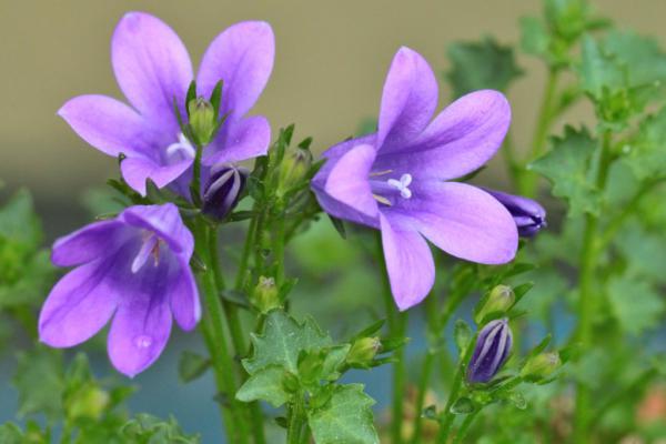 Bellflower - planting and advice on caring for it, using it for edges ...