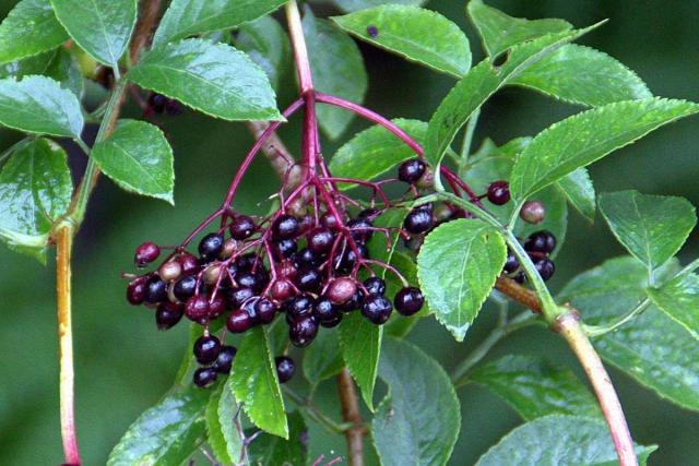Black elder, the dark-berried Sambucus - planting, pruning, care and uses