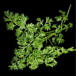 Turnip-rooted chervil - sowing, growing and harvest
