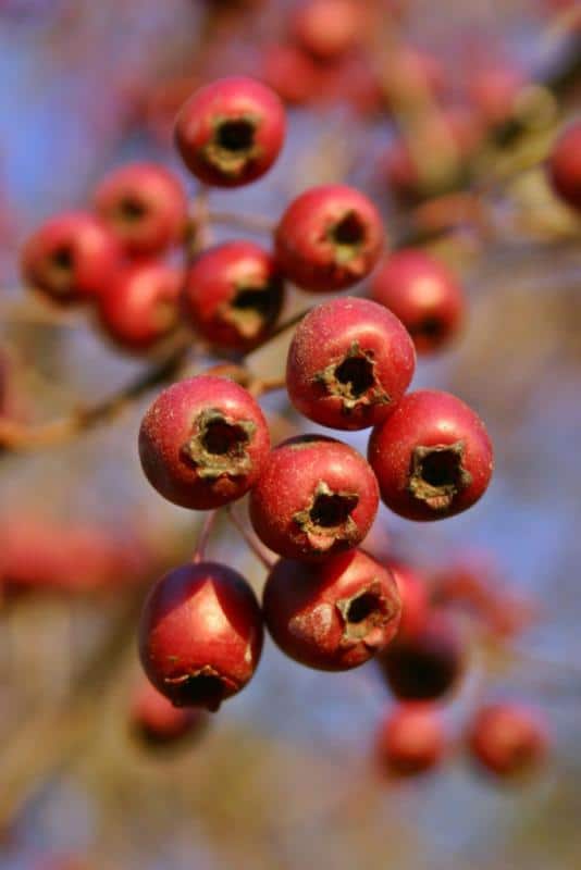 Hawthorn - planting, pruning and care