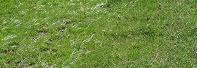 Kikuyu grass, lawns made easy – Nature & Garden