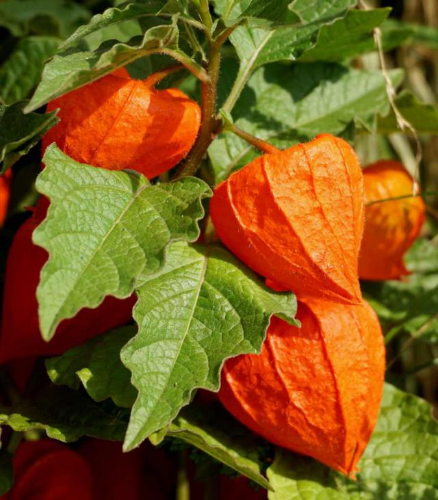 Physalis - growing, care and harvesting winter groundcherry