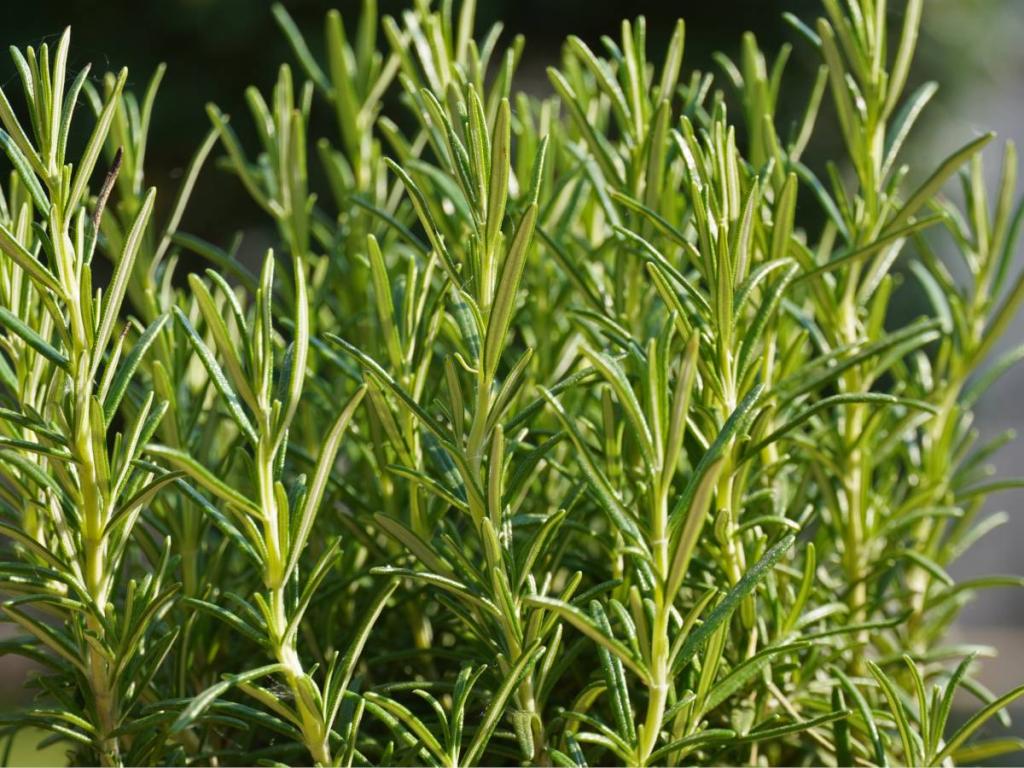 Rosemary - growing, care and harvesting rosemary