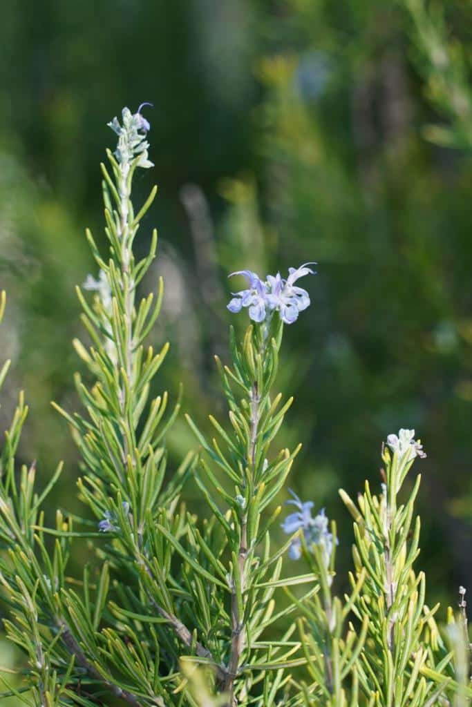 Rosemary - growing, care and harvesting rosemary Rosemary - growing, care and harvesting rosemary