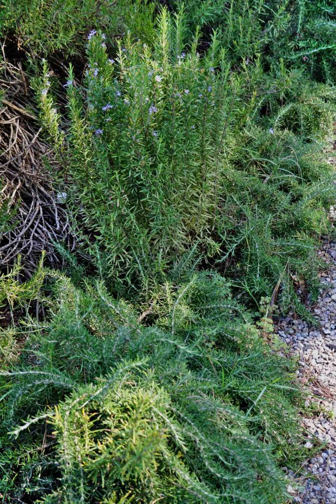 Rosemary - growing, care and harvesting rosemary