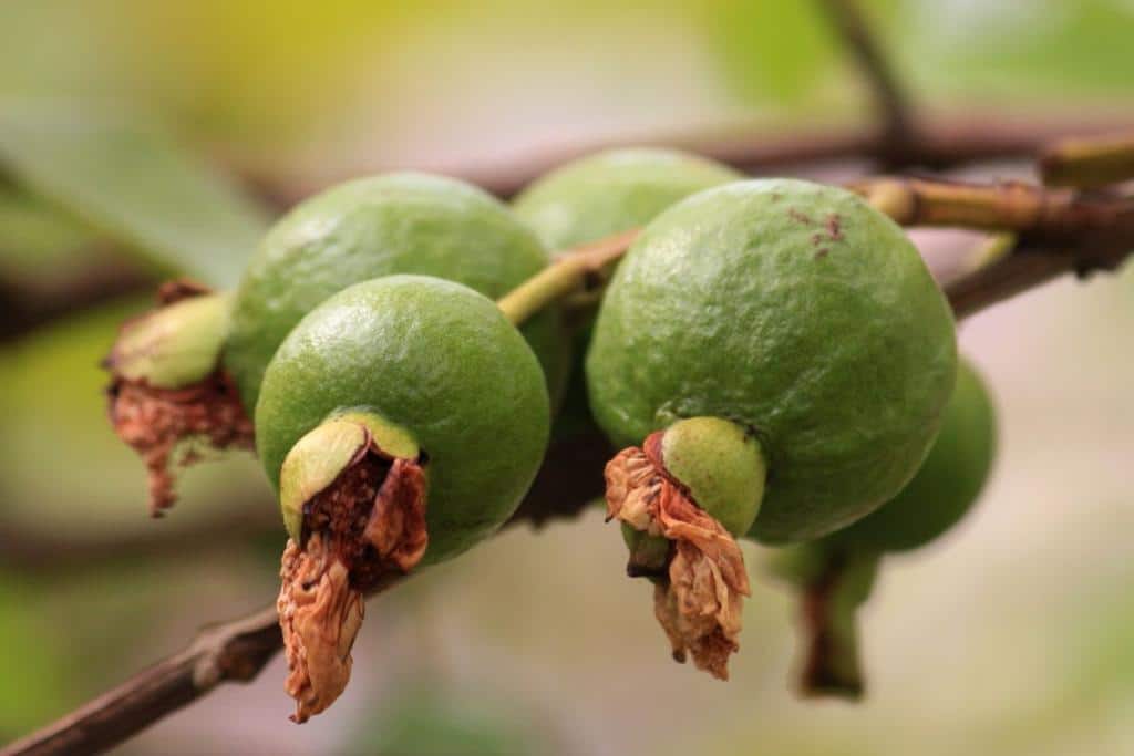Guava health benefits, an exotic fruit to sooth toothache