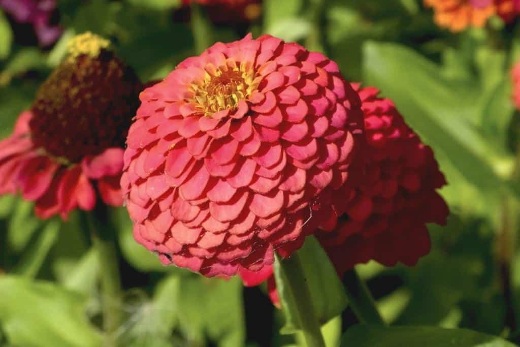 Zinnia - growing, sowing and advice on caring for it