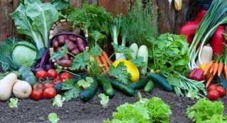 The Vegetable Patch by Nature & Garden