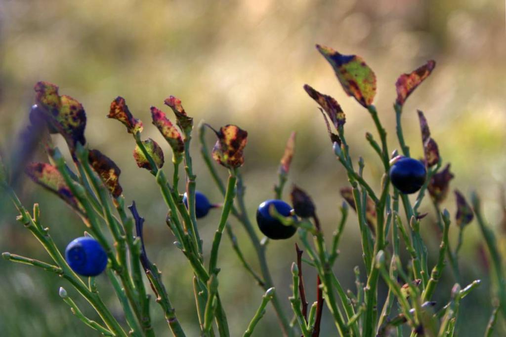 Bilberry, from planting to harvest – Nature & Garden