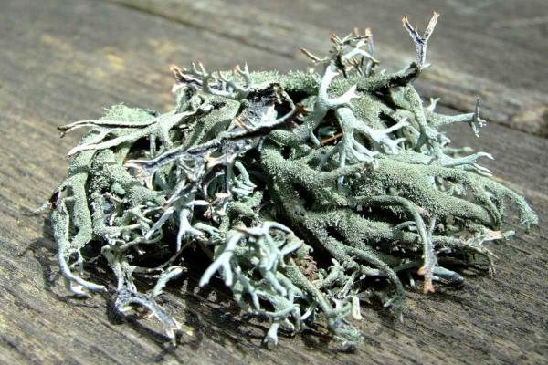 Lichen: health benefits, therapeutic value