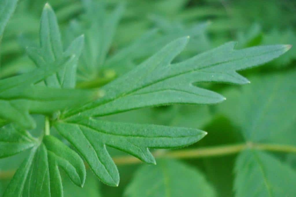 Aconite - growing and caring for these towering blue flowers