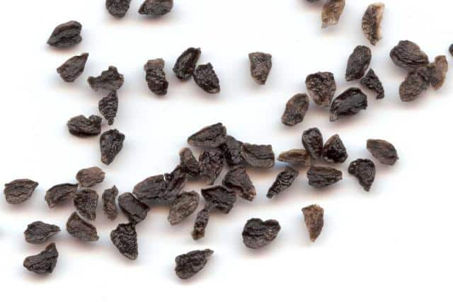 Aconite - growing and caring for these towering blue flowers