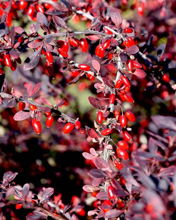 Barberry - planting, pruning, care and cute varieties