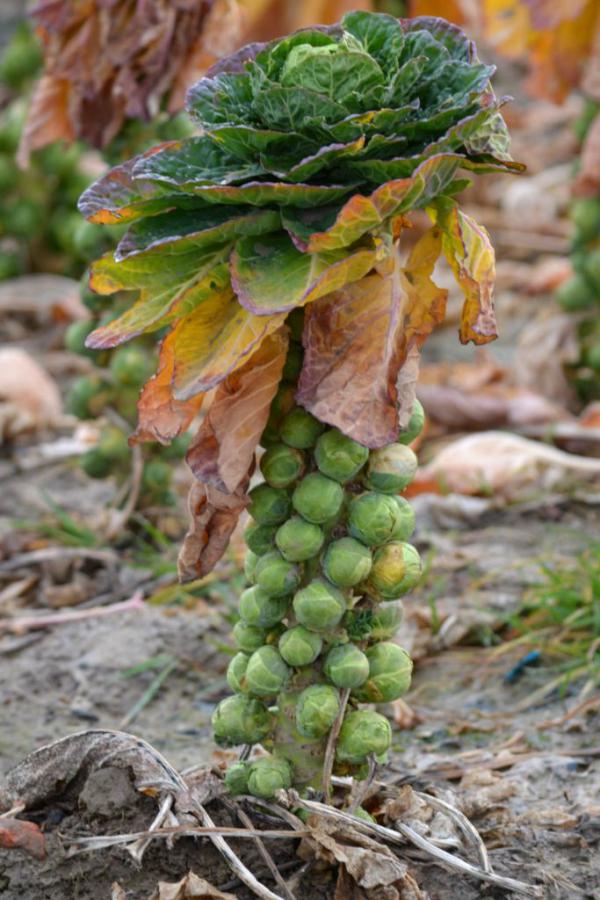 Brussels sprout - sowing, growing and care