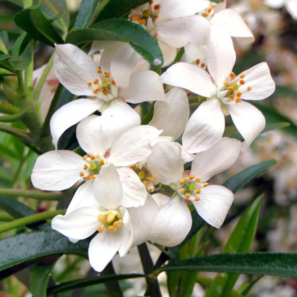 Choisya ternata - planting, pruning and advice on caring for it