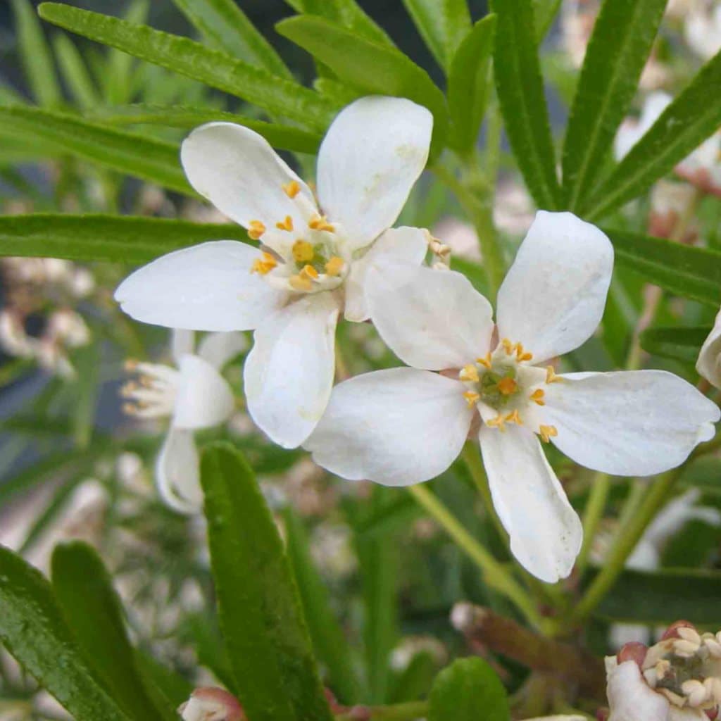 Choisya ternata - planting, pruning and advice on caring for it