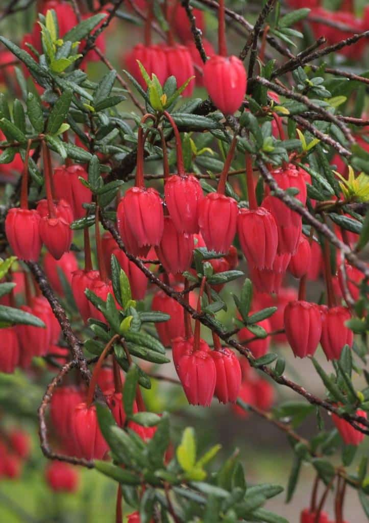 Crinodendron - advice on care & pruning for this heath-loving lantern shrub