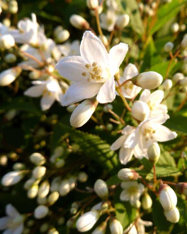 Deutzia - planting, pruning, and caring for deutzia, and preparing cuttings